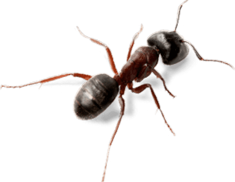 How to Identify Carpenter Ant Damage, Signs and Infestation